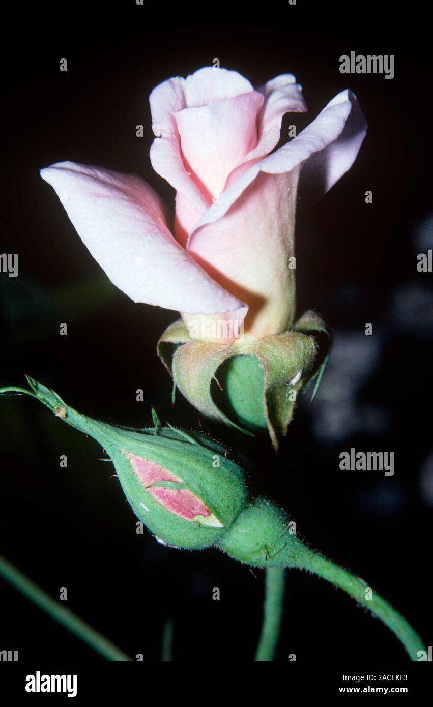 Rosa 'Cecile Brunner'. Polyantha rose Stock Photo - Alamy