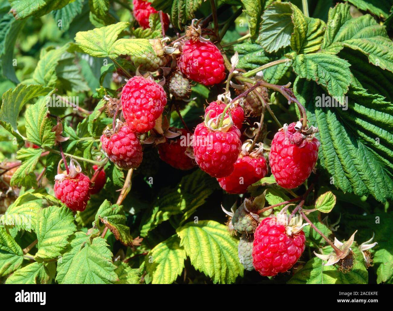 Raspberry (Rubus idaeus). Closeup of fruit on bush Stock Photo - Alamy