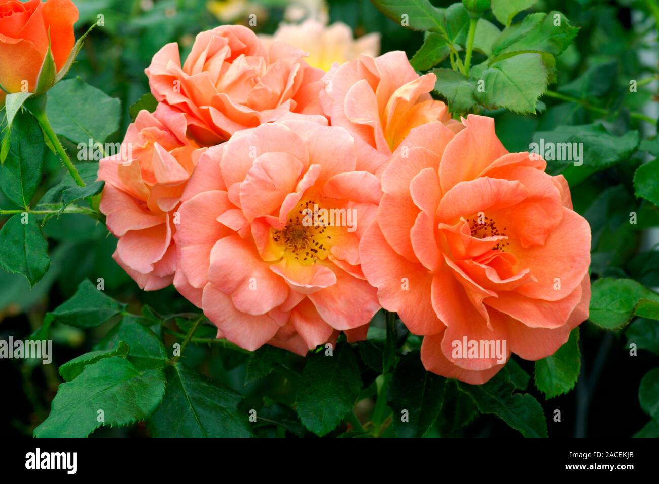 Rose flowers (Rosa 'Betty Harkness' Stock Photo - Alamy