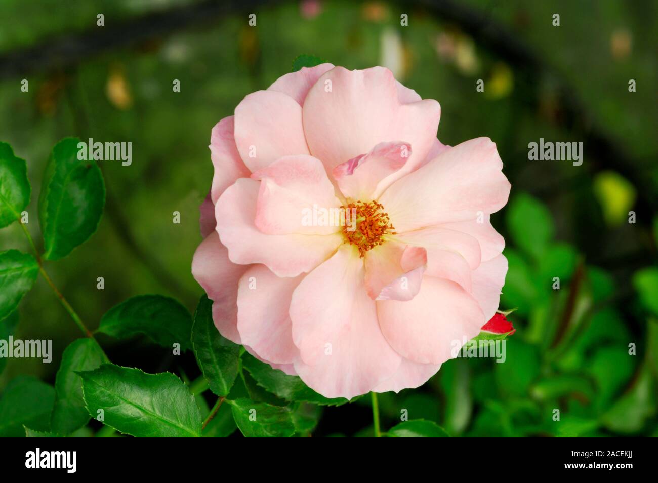 Rose flower (Rosa 'Botticelli' Stock Photo - Alamy