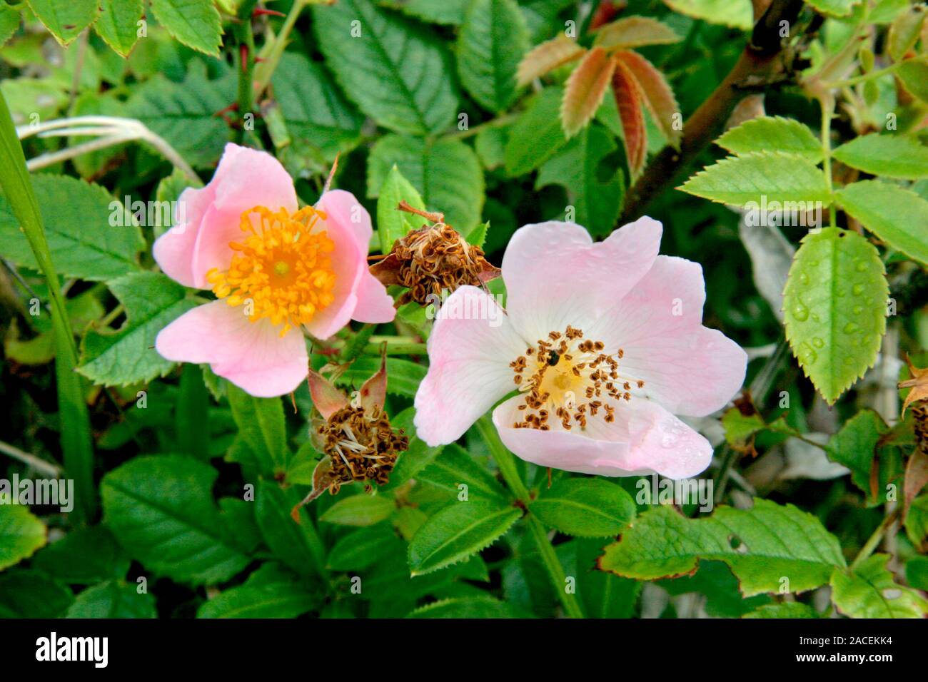 Wild rose flowers (Rosa canina) in a hedge. Photographed near the sea ...