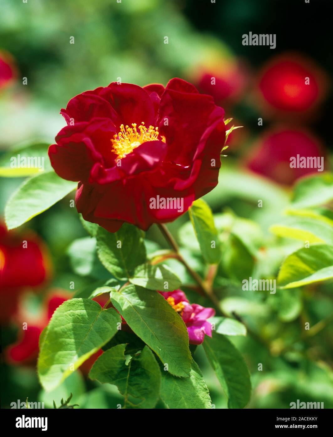 Rose (Rosa 'James Mason' Gallica). Photographed in Stratford upon Avon ...