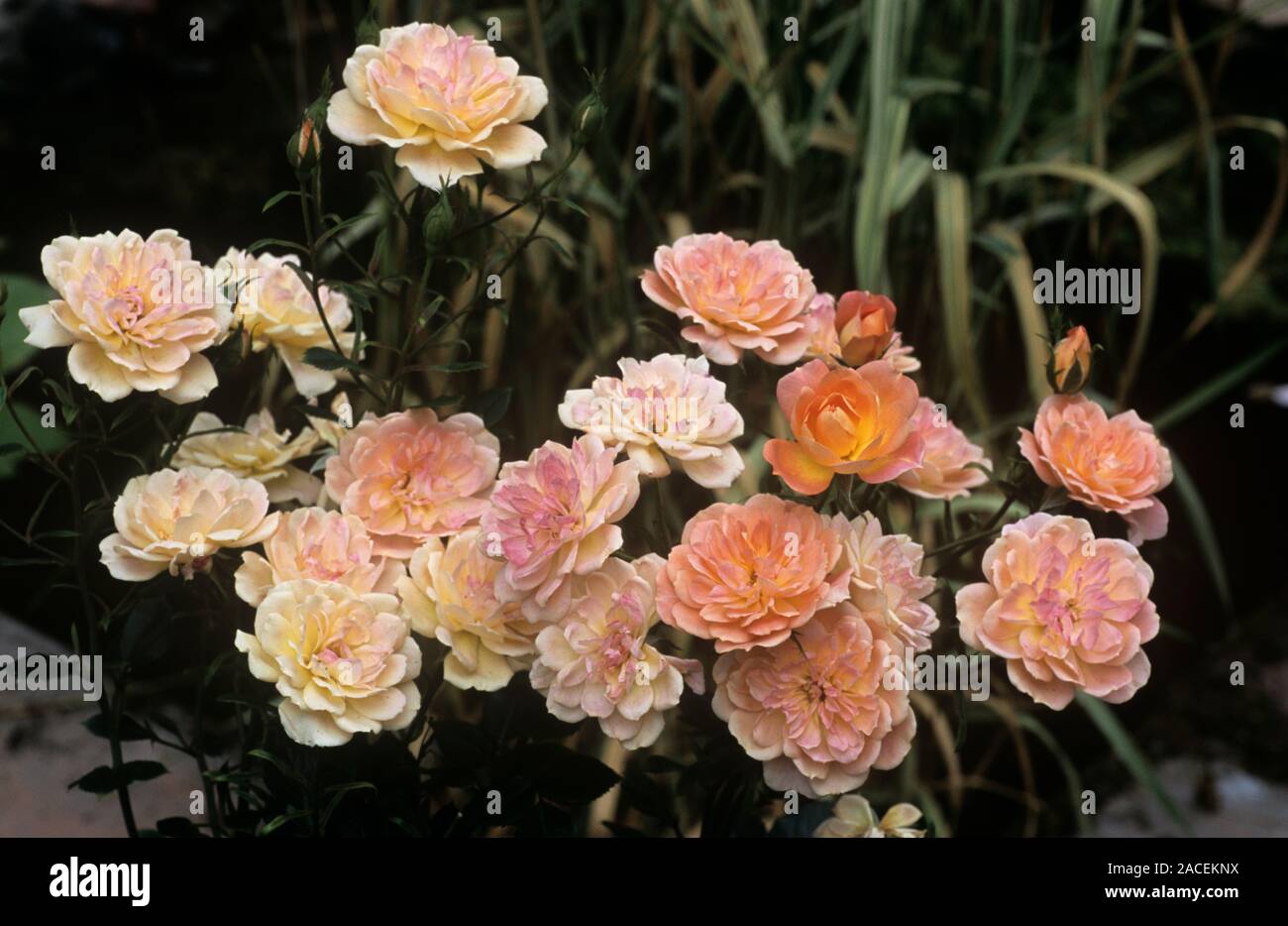 Rose flowers (Rosa 'Sweet Dream'). This is a patio rose Stock Photo - Alamy