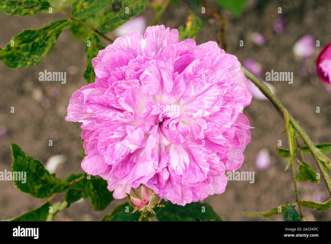 French rose (Rosa gallica) flower Stock Photo - Alamy
