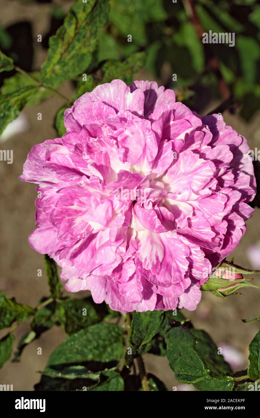 Rose (Rosa 'Duc de Guiche') flower Stock Photo - Alamy
