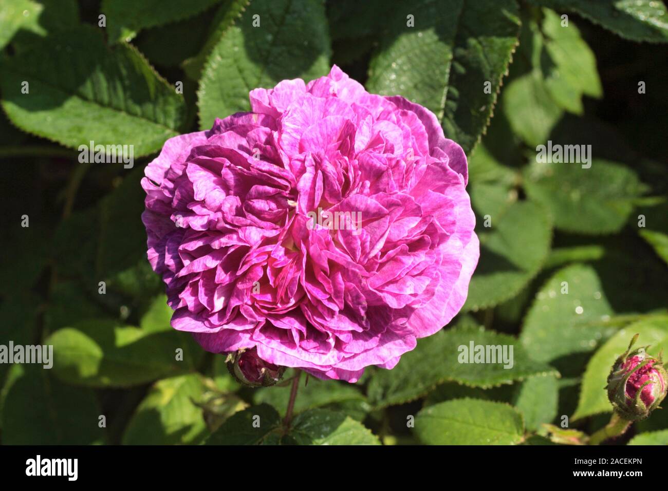 Rose (Rosa 'Spong') flower Stock Photo - Alamy