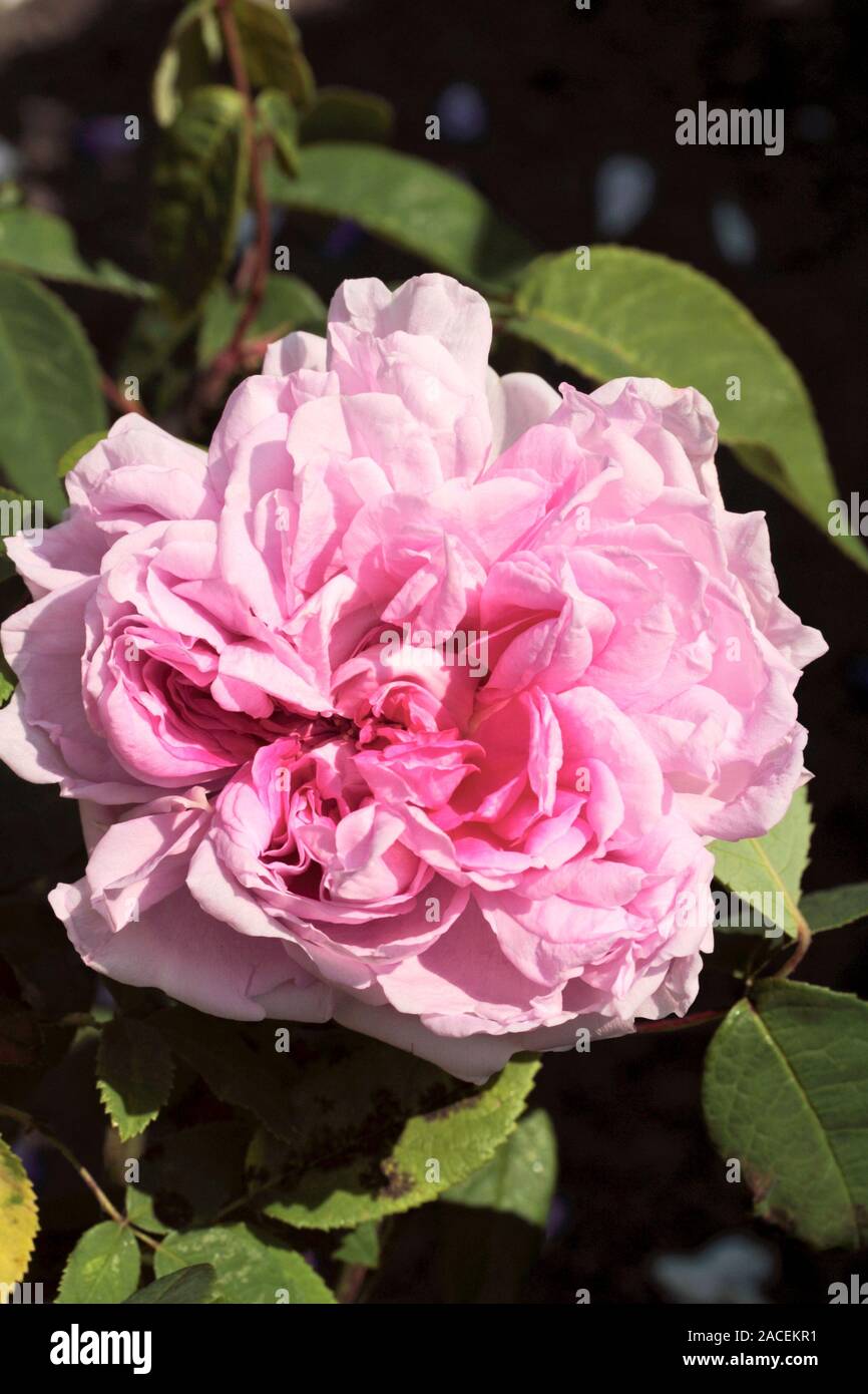 Rose (Rosa 'Enfant de France') flower Stock Photo - Alamy