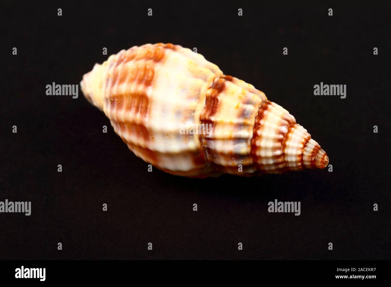 Dog Whelk High Resolution Stock Photography and Images - Alamy