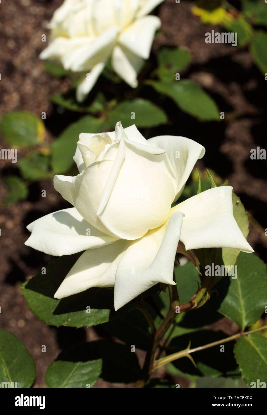Rose (Rosa 'Polarstern') flower Stock Photo - Alamy