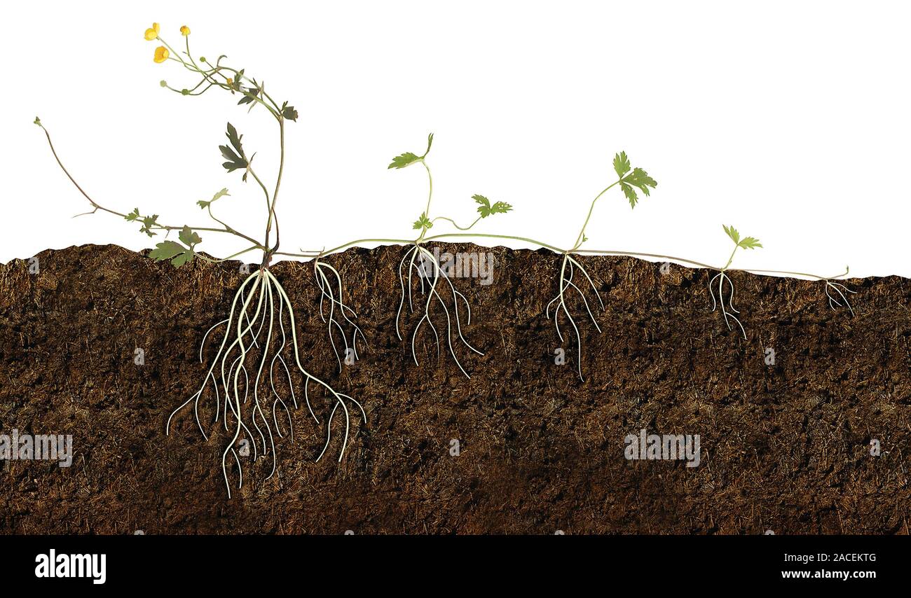 Creeping buttercup. Computer artwork of creeping buttercup plants ...