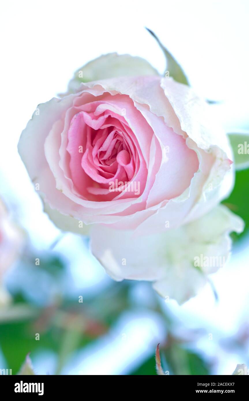 Spray rose (Rosa 'Mimi Eden' Stock Photo - Alamy