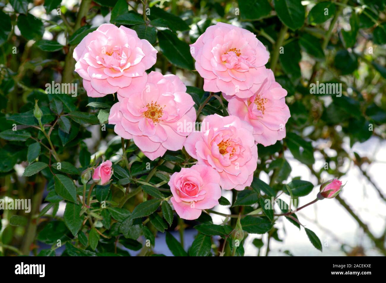 Climbing rose (Rosa 'Chew Pearl') flowers Stock Photo - Alamy