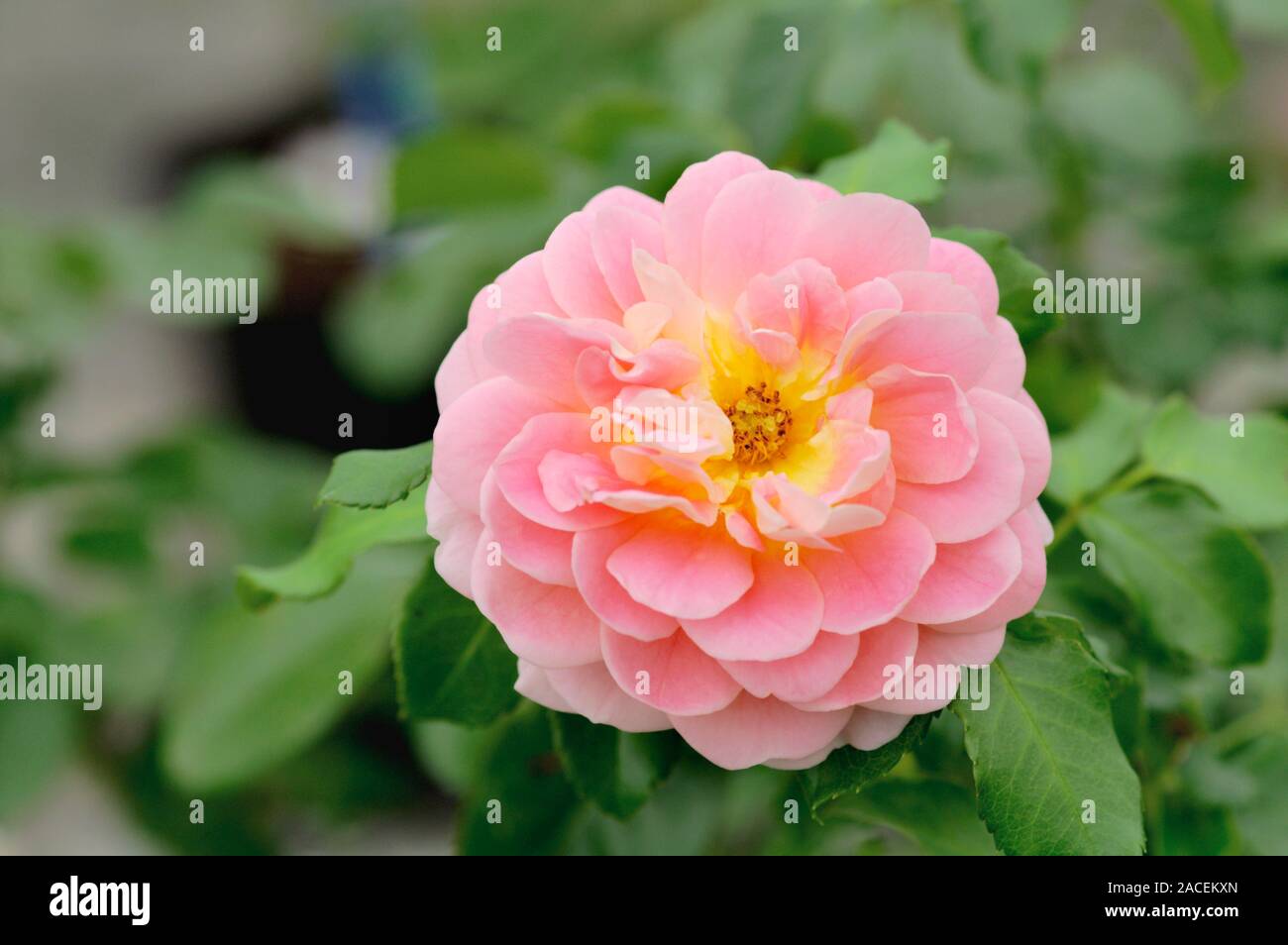 Rose (Rosa 'Concerto') flower Stock Photo - Alamy