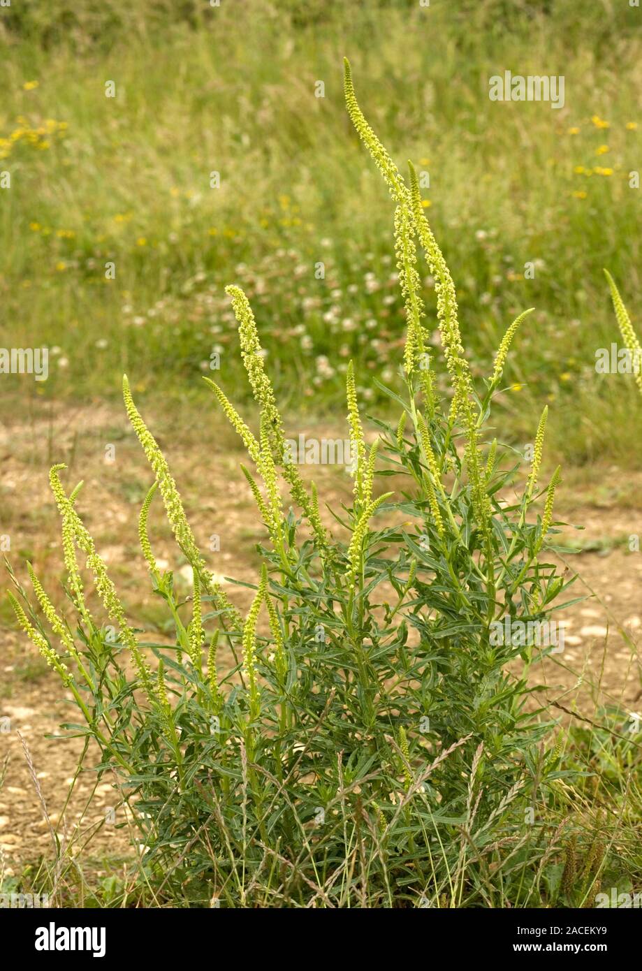 Weld flower spikes (Reseda luteola). Photographed in June Stock Photo ...