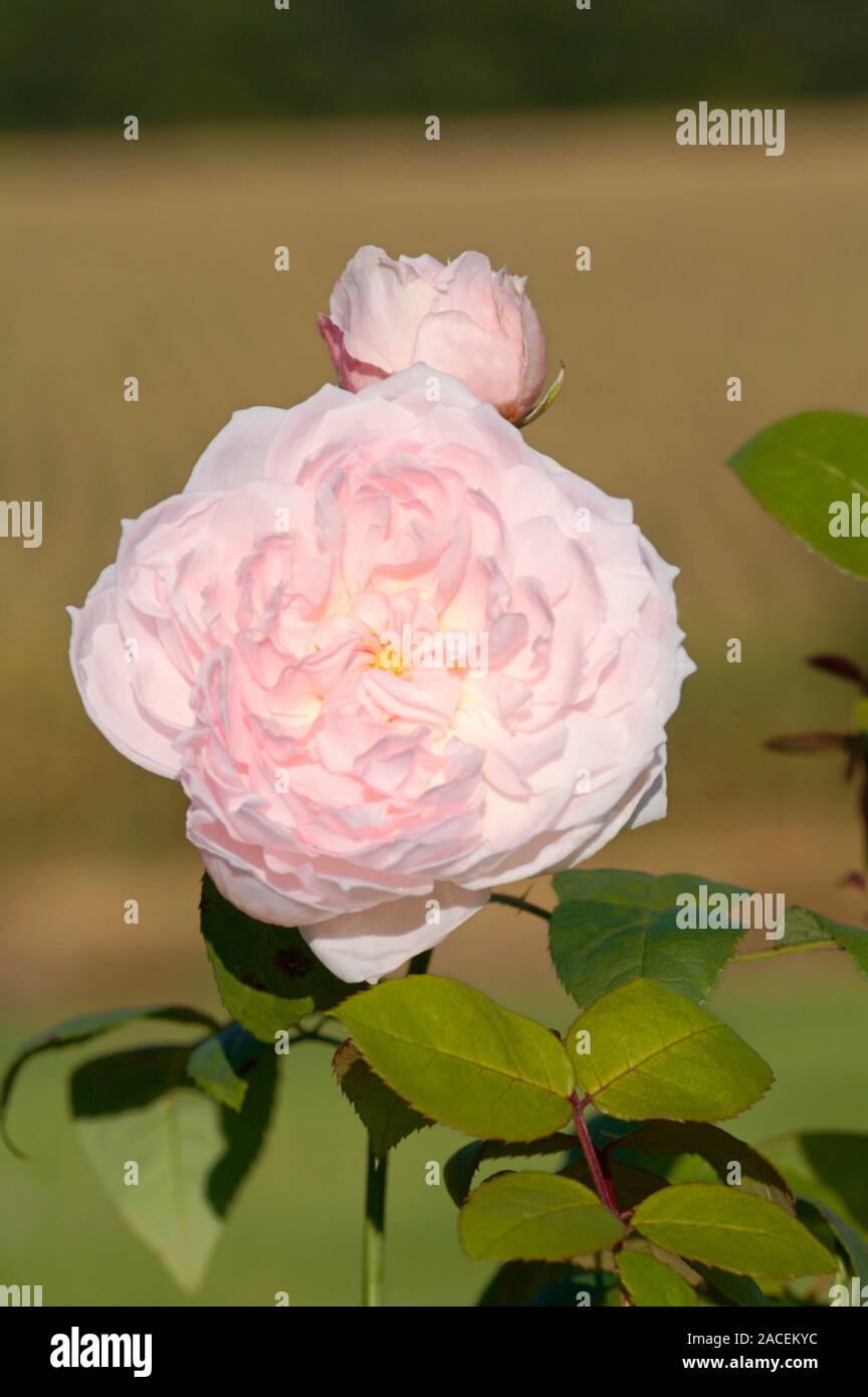 Rose (Rosa 'Eglantyne') flower Stock Photo - Alamy