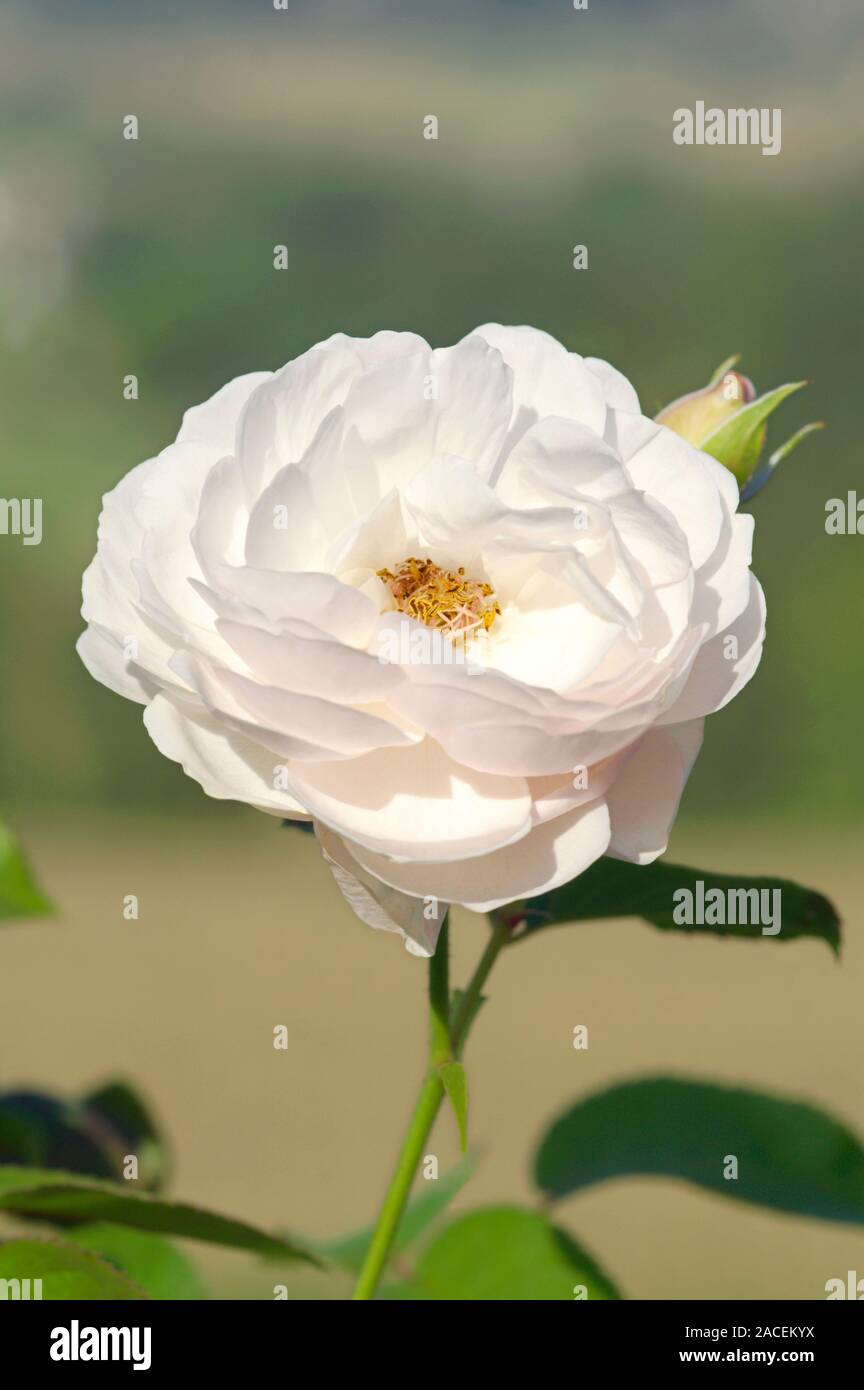 Rose (Rosa 'Heritage') flower Stock Photo - Alamy