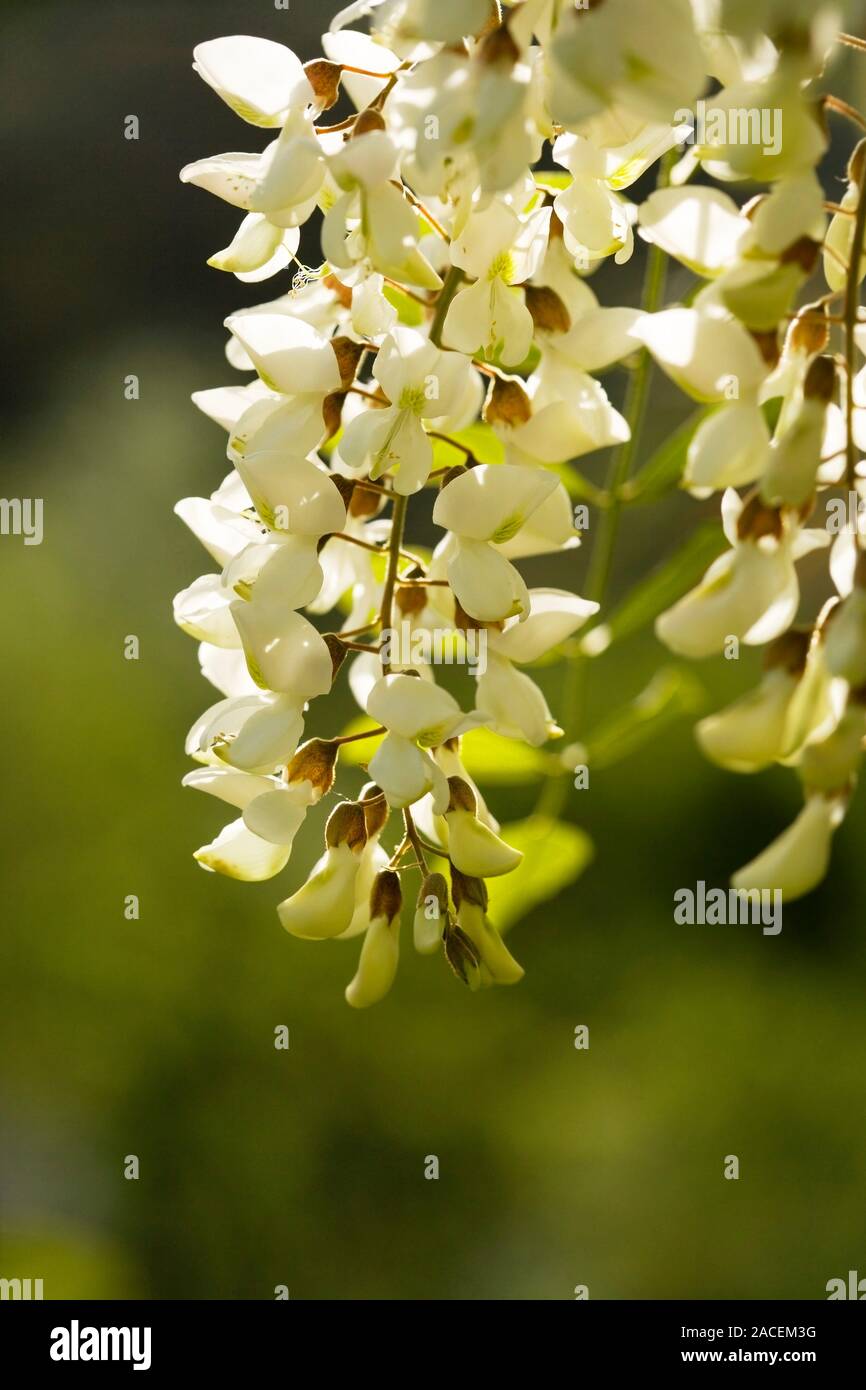 False acacia flower cluster (Robinia pseudoacacia). These are the ...