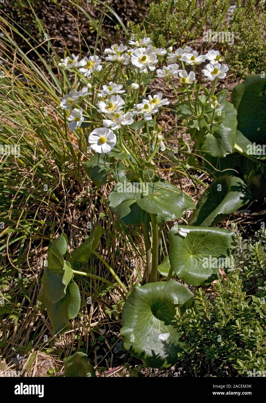 Giant buttercup (Ranunculus lyallii). This plant is endemic to New ...