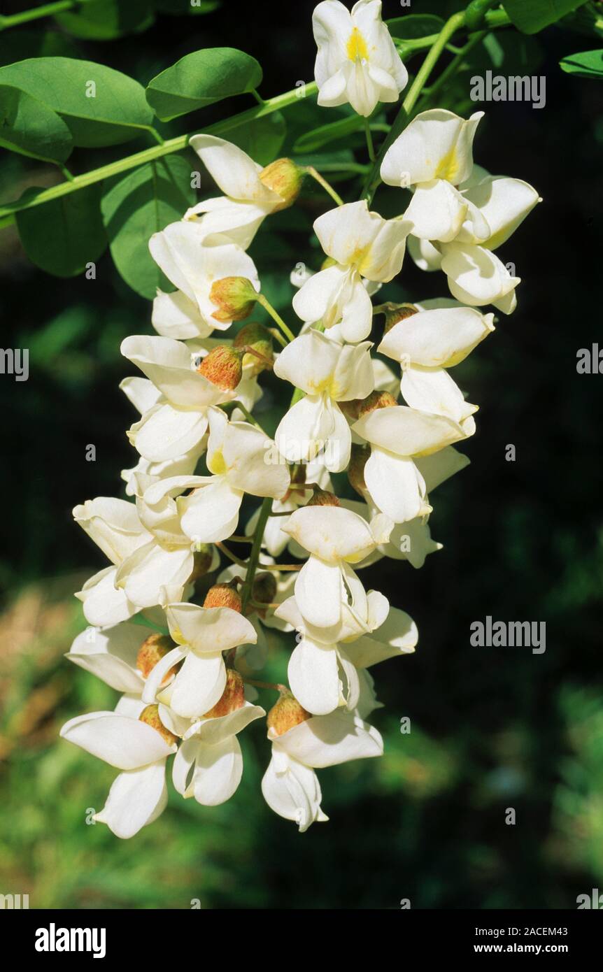 False acacia flower cluster (Robinia pseudoacacia). These are the ...