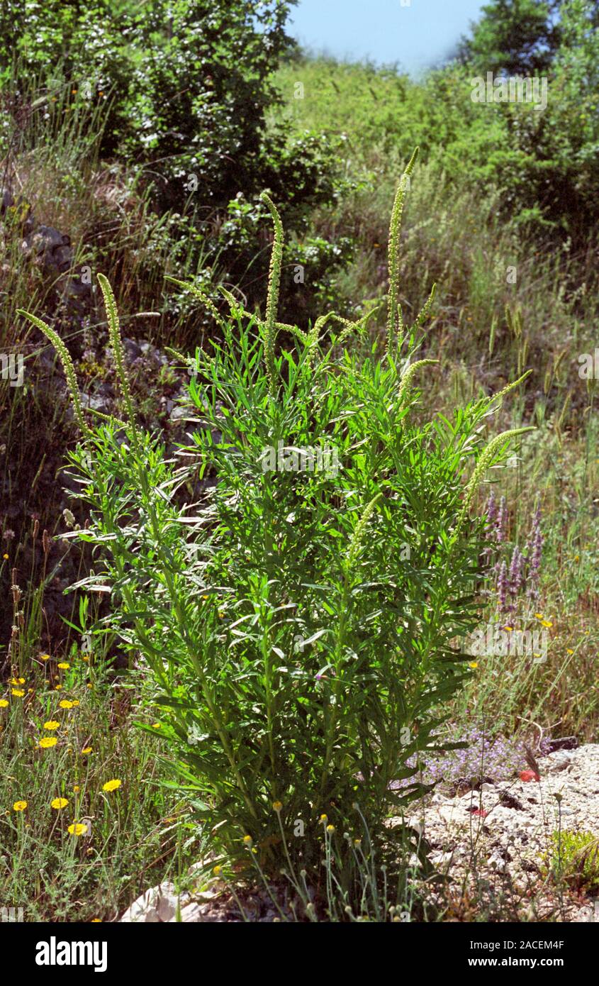 Weld plant (Reseda luteola) in flower Stock Photo - Alamy
