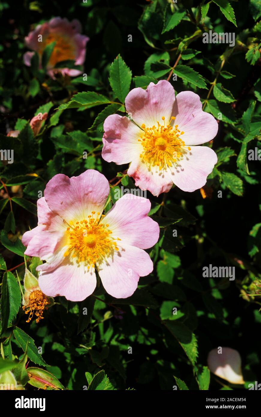 Dog rose flowers (Rosa canina Stock Photo - Alamy