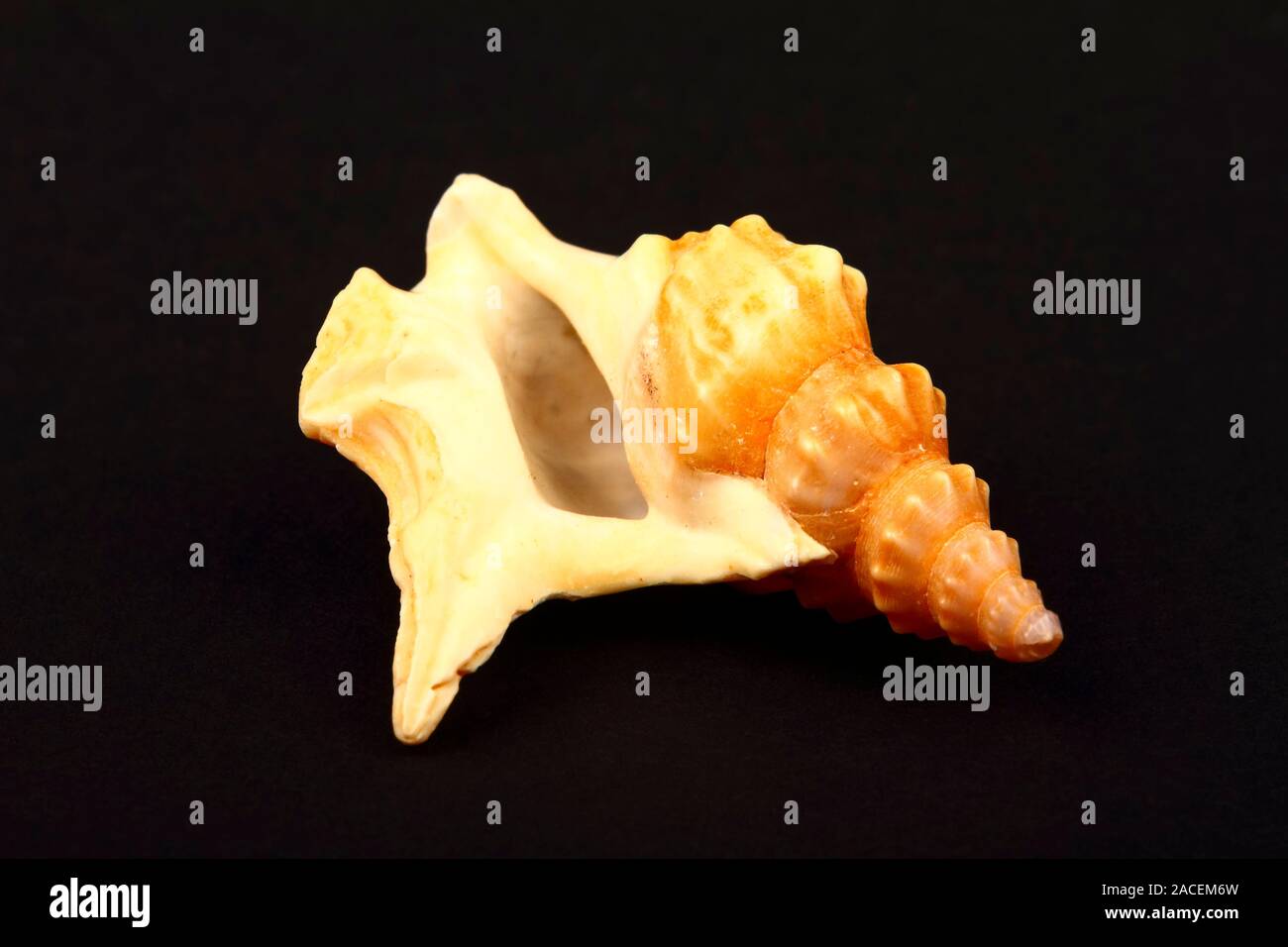 Pelican's Foot sea shell isolated on a black background Stock Photo - Alamy