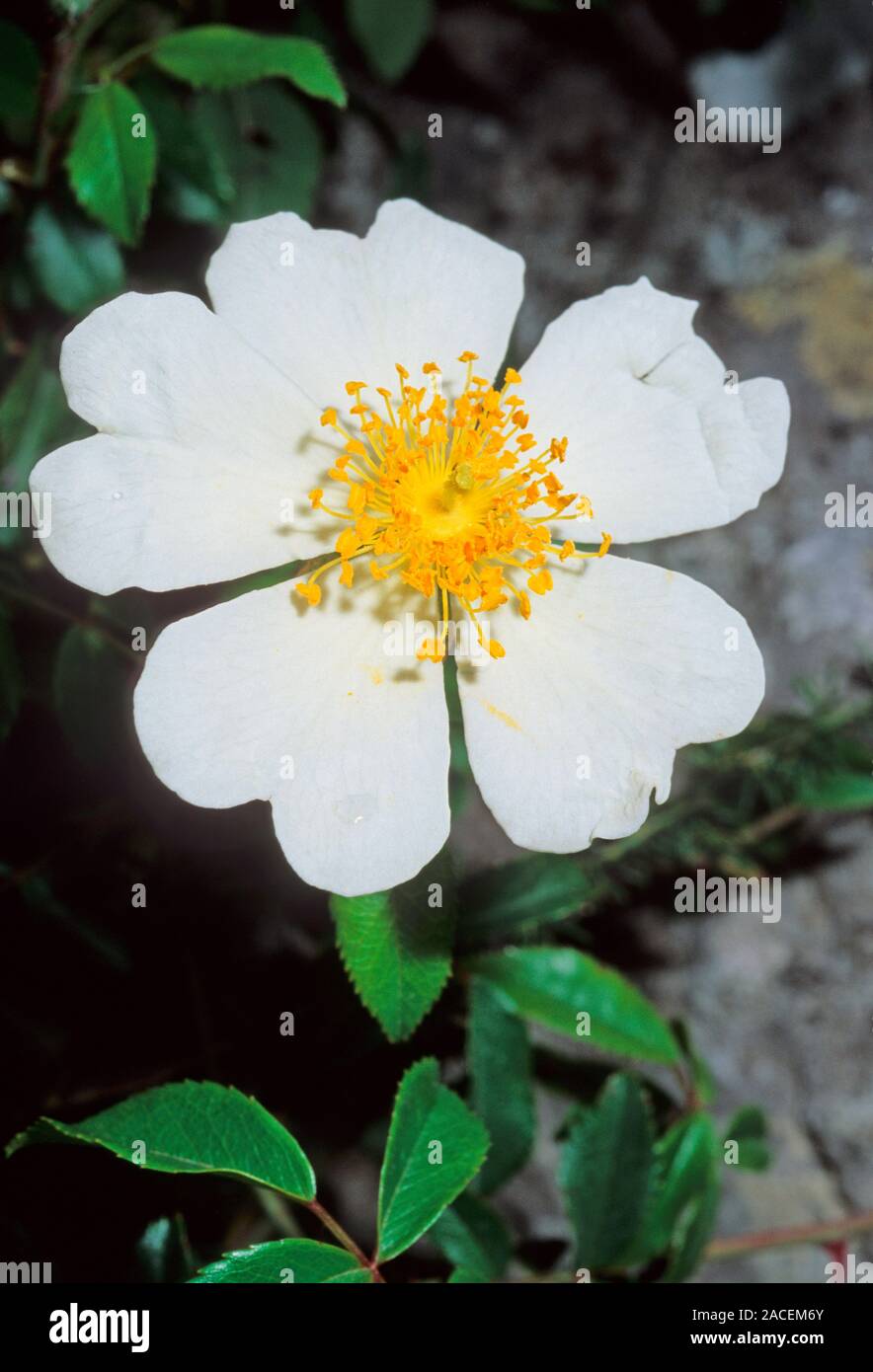 Evergreen rose flower (Rosa sempervirens Stock Photo - Alamy