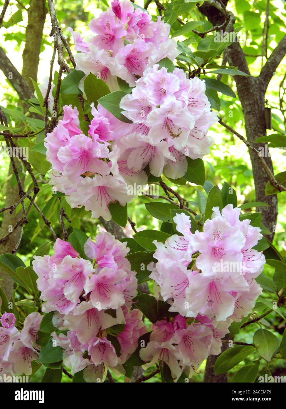 Pink rhododendron (Rhododendron sp Stock Photo - Alamy