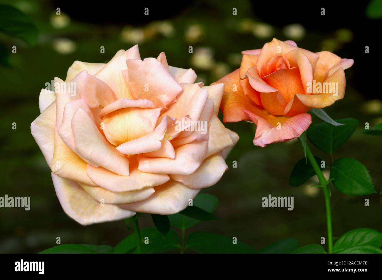 Hybrid tea rose (Rosa 'Lolita') flowers Stock Photo - Alamy