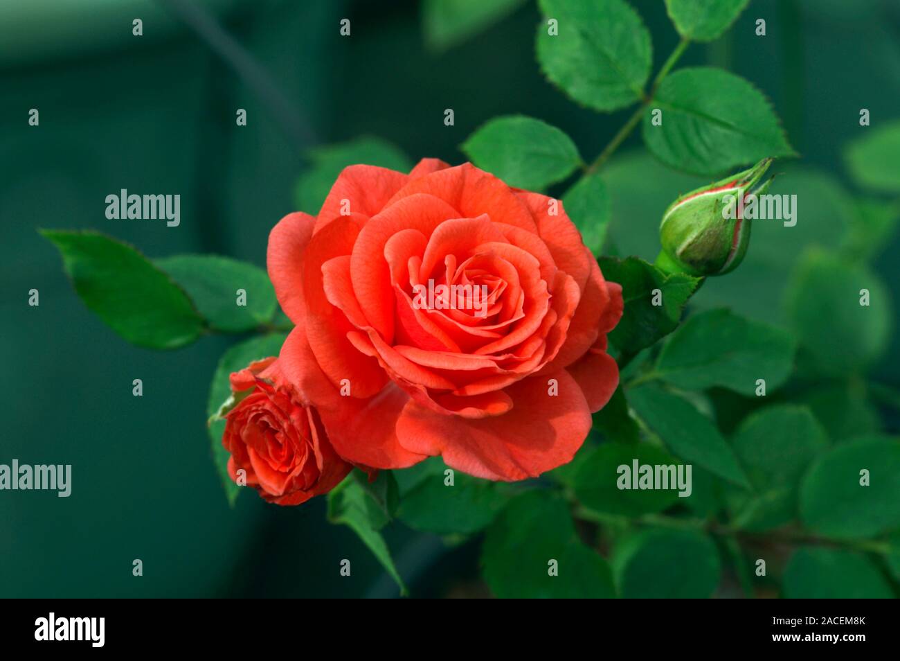 Miniature rose (Rosa 'Patiohit' Stock Photo - Alamy