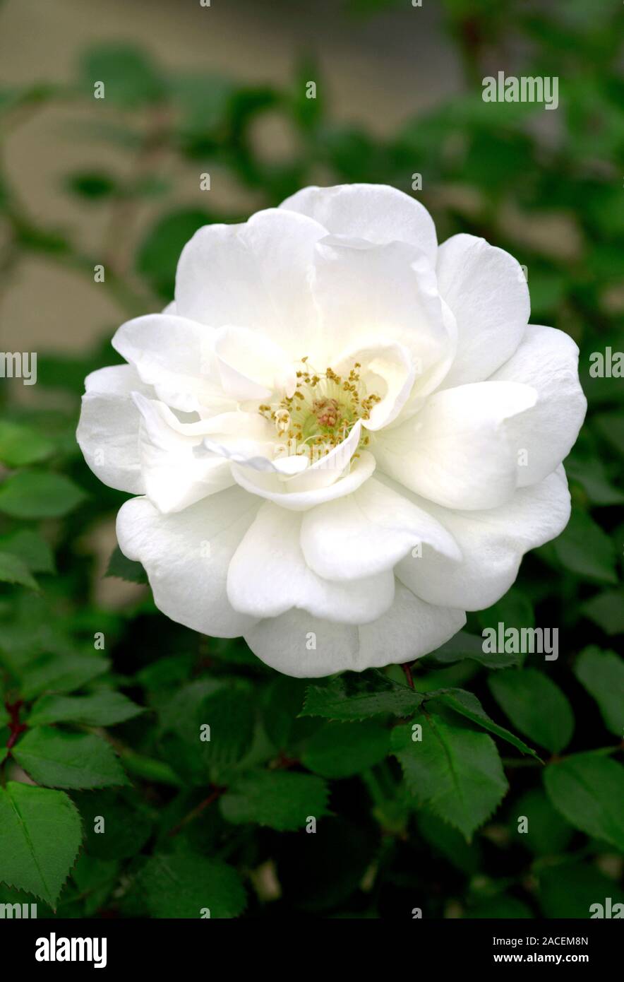 Miniature rose (Rosa 'Patiohit Snow' Stock Photo - Alamy