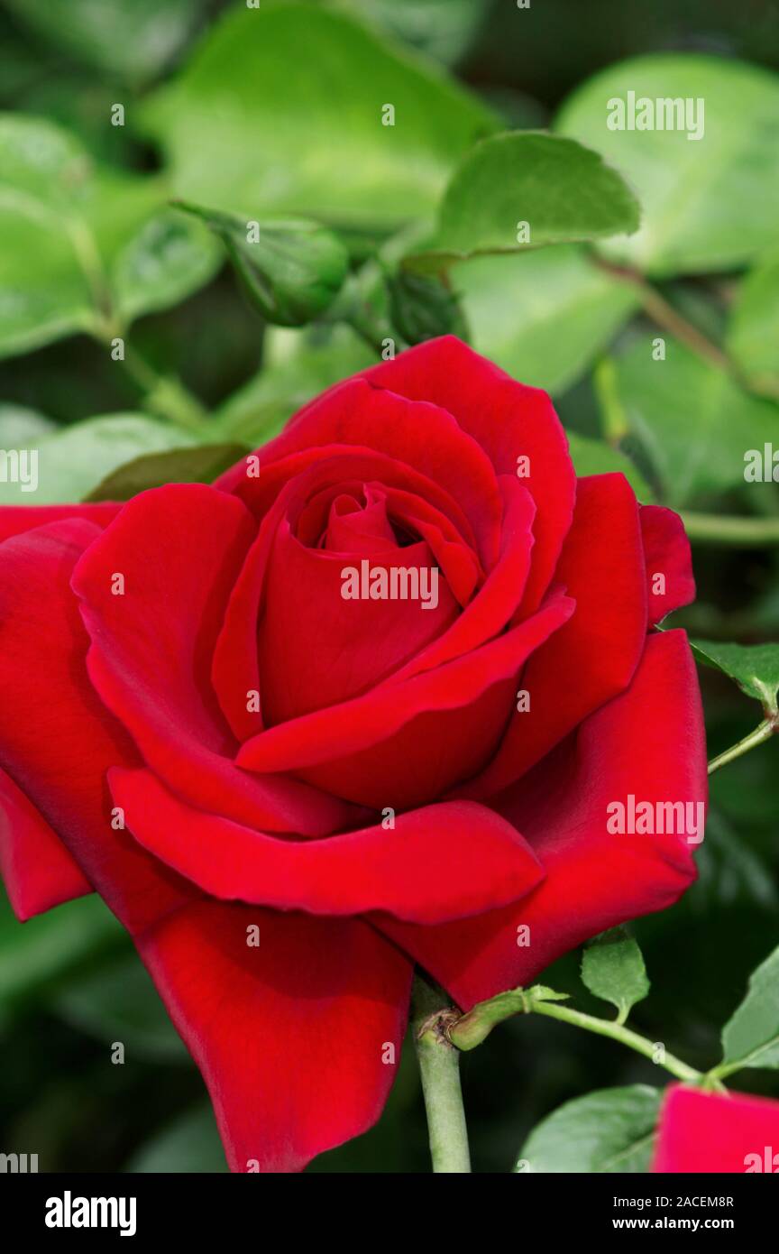 Climber rose (Rosa 'Metanoia' Stock Photo - Alamy