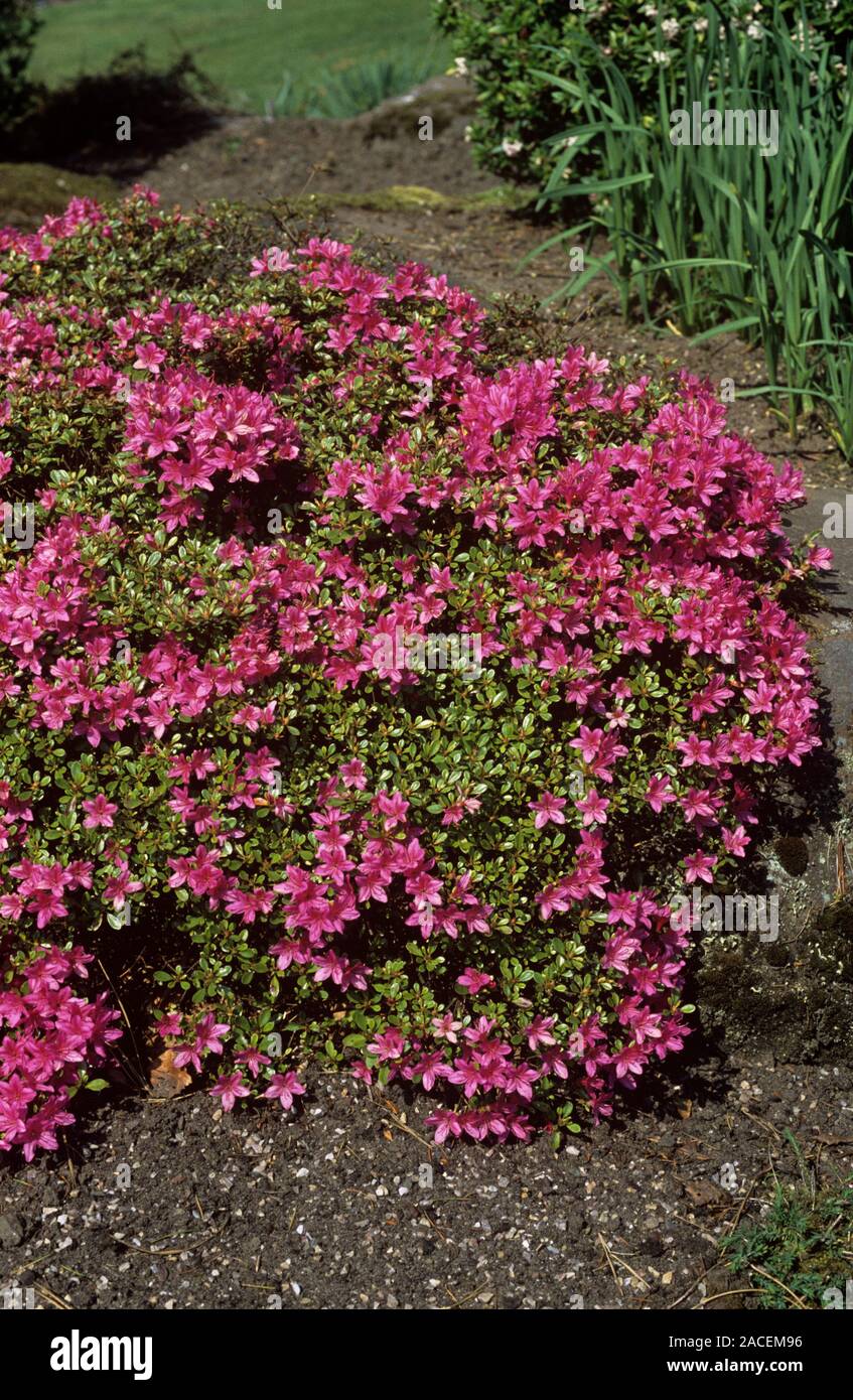 Rhododendron 'Hatsugiri'. An intense mass of colour and foliage Stock ...