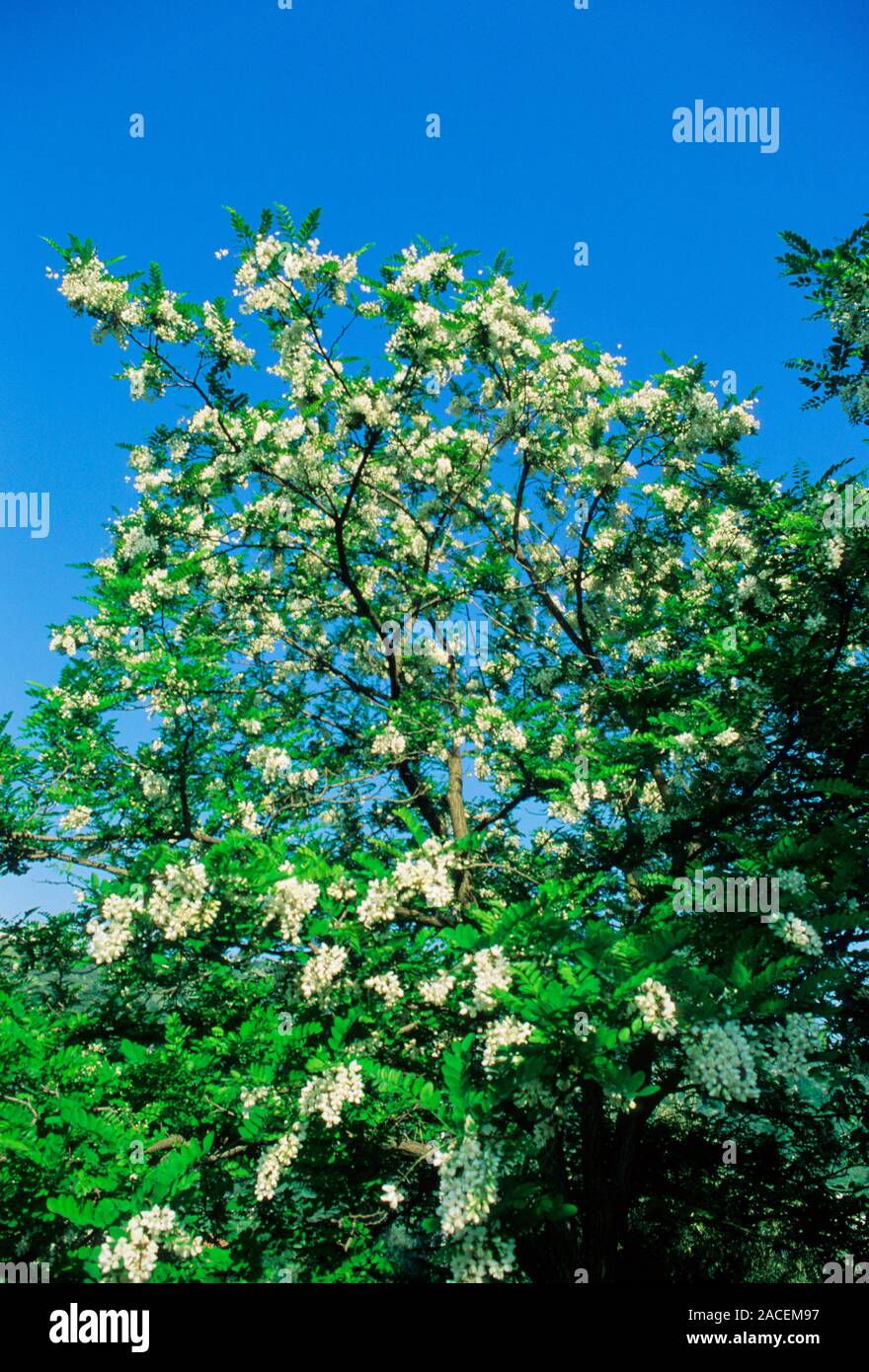 False acacia flowers (Robinia pseudoacacia Stock Photo - Alamy
