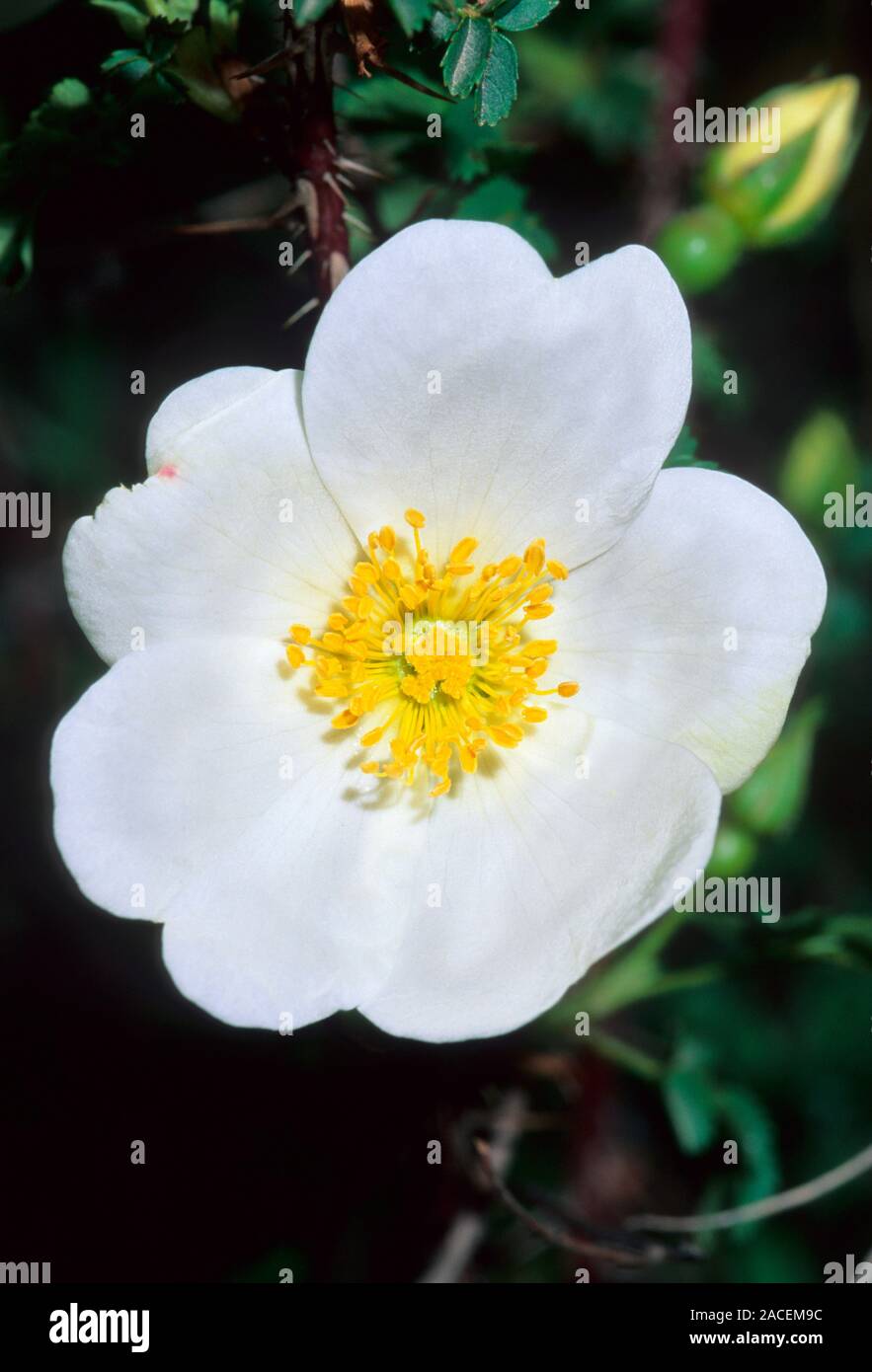 Burnet rose (Rosa pimpinellifolia Stock Photo - Alamy