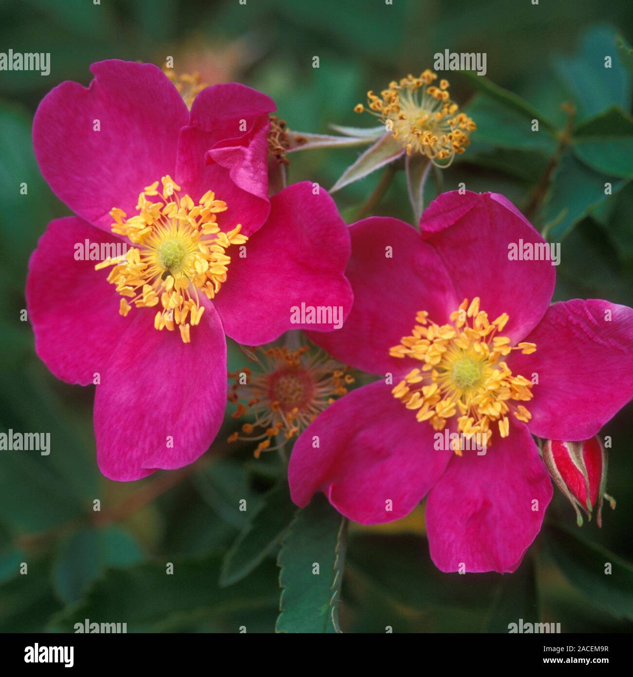 Dwarf rose flowers (Rosa gymnocarpa). Photographed in Nicola River ...