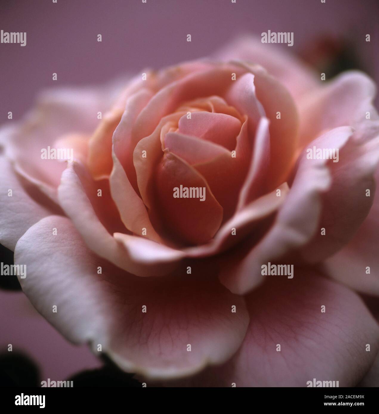 Rose (Rosa sp Stock Photo - Alamy