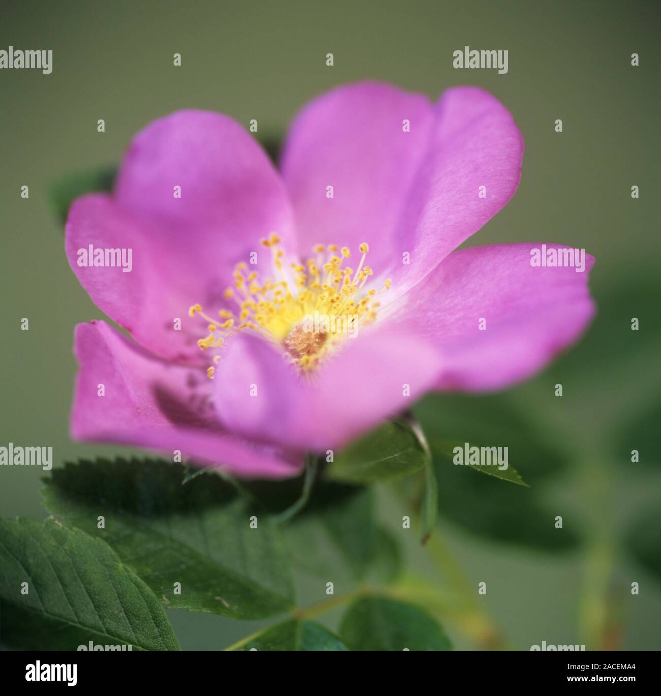 Rose (Rosa mosqueta Stock Photo - Alamy