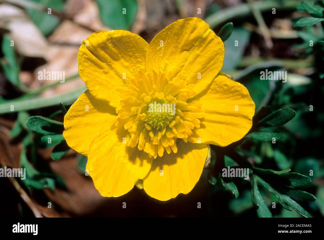 Thousand-leaved crowfoot flower (Ranunculus millefoliatus Stock Photo ...