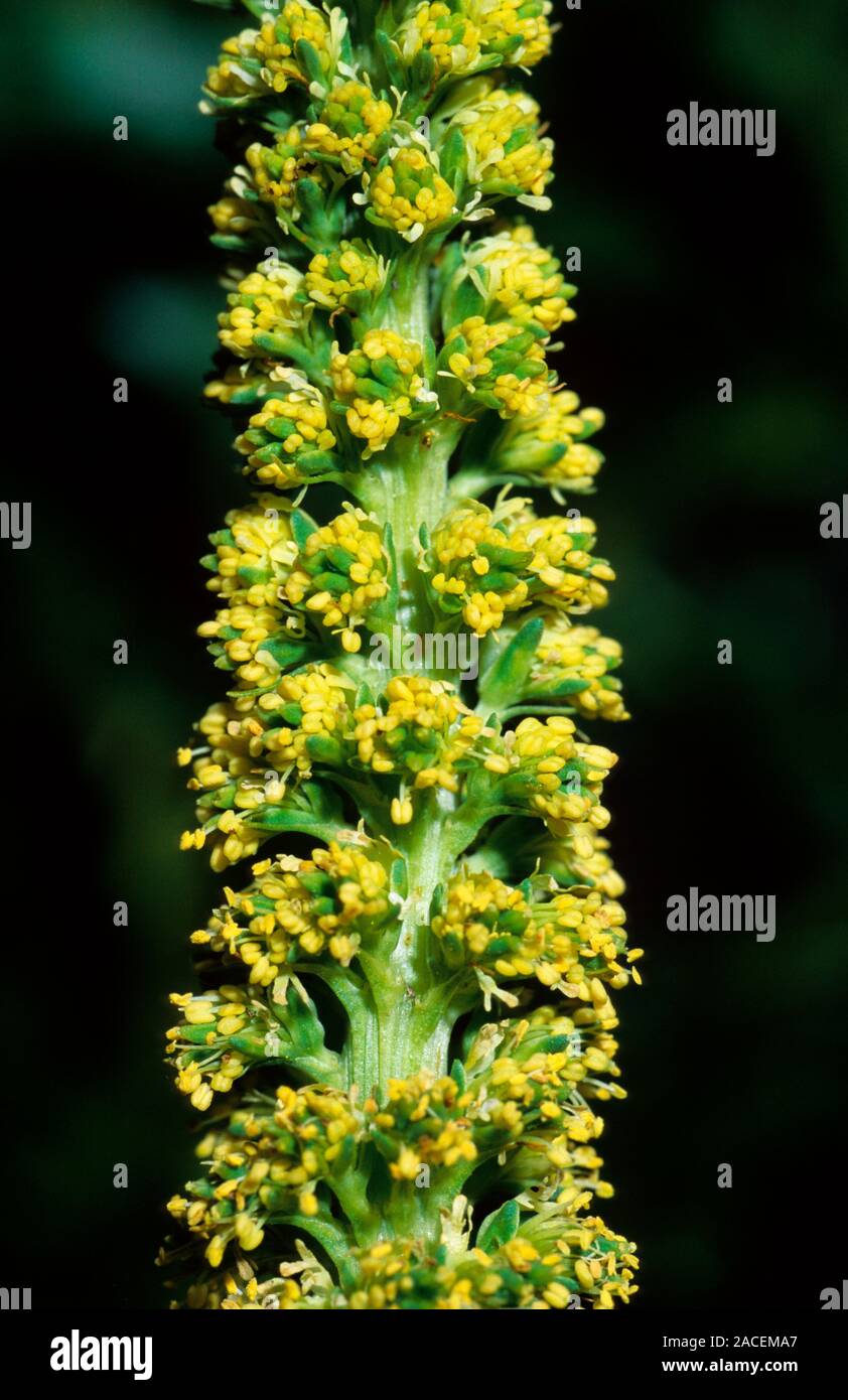 Weld flower spike (Reseda luteola Stock Photo - Alamy