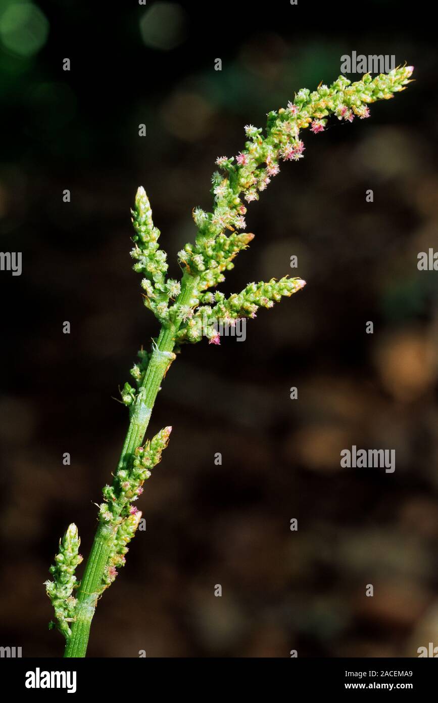 Rumex flowers (Rumex nebroides Stock Photo - Alamy