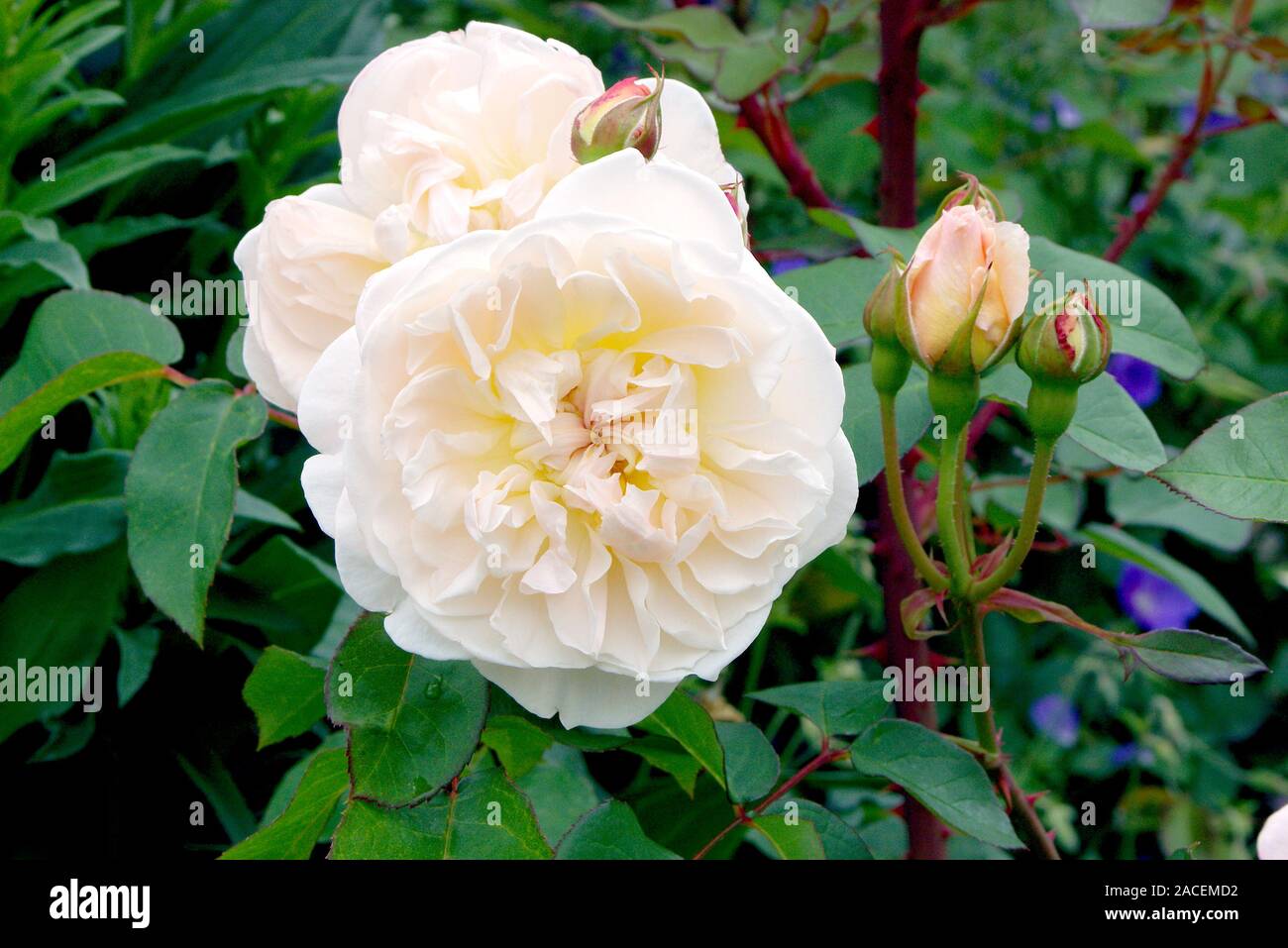 Rose flowers (Rosa 'Mary Magdalene' Stock Photo - Alamy