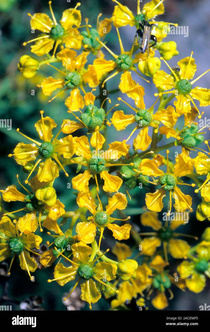 Common rue flowers (Ruta graveolens). Photographed in Monti Simbruini ...