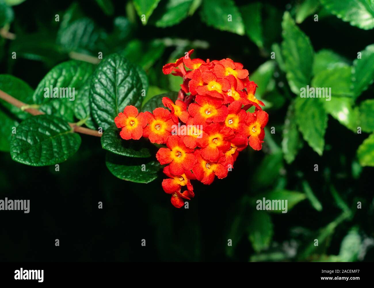 Rondeletia flowers (Rondeletia odorata). This flower is native to Cuba ...