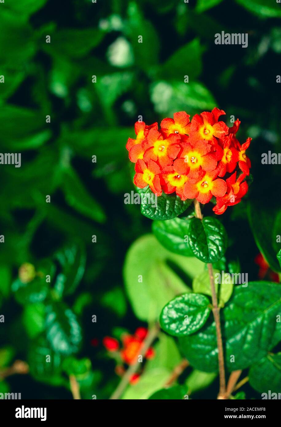 Rondeletia flowers (Rondeletia odorata). This flower is native to Cuba ...