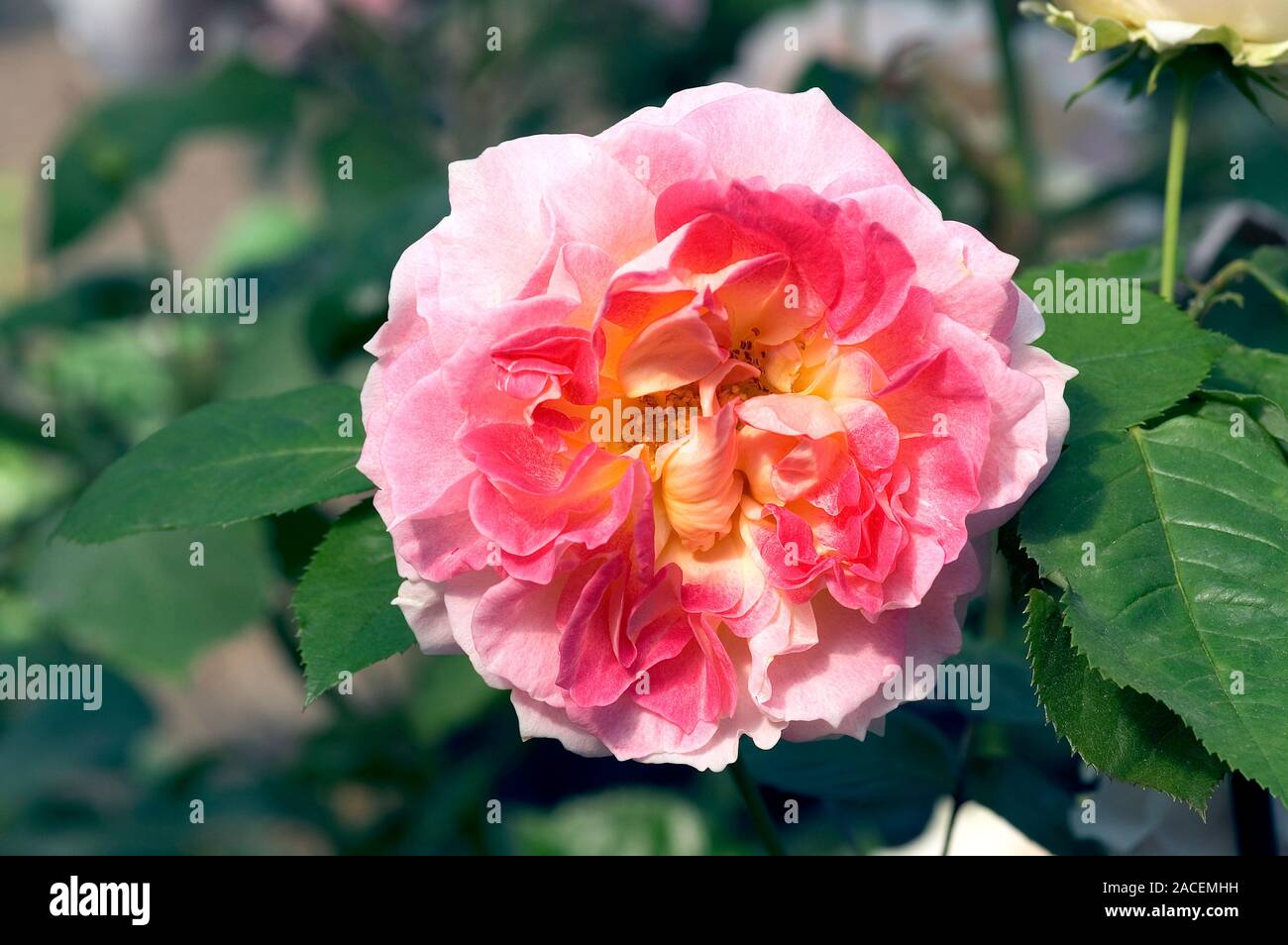 Climbing rose (Rosa 'Cesar' Stock Photo - Alamy