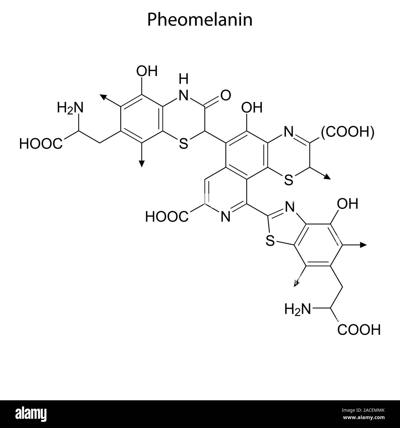 Skeletal formula of Pheomelanin. Chemical molecule Stock Vector Image ...