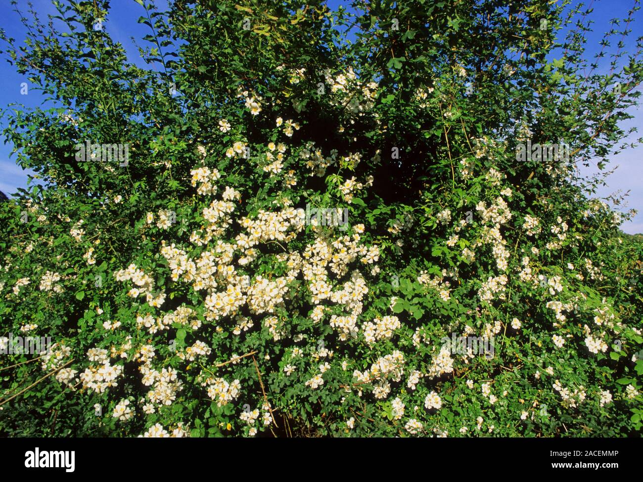 Evergreen roses (Rosa sempervirens Stock Photo - Alamy