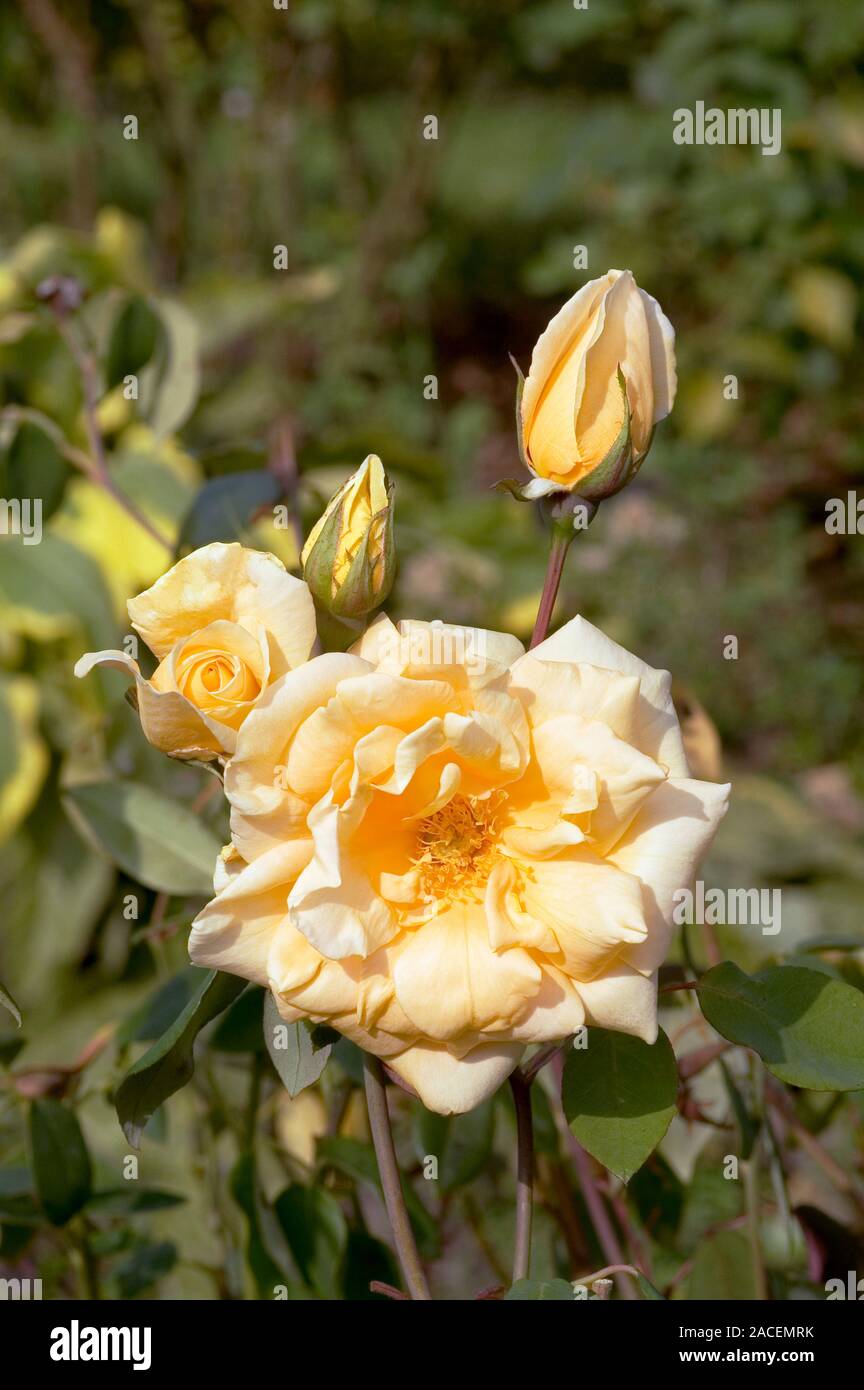 Hybrid tea rose (Rosa 'Lady Hillingdon' Stock Photo - Alamy