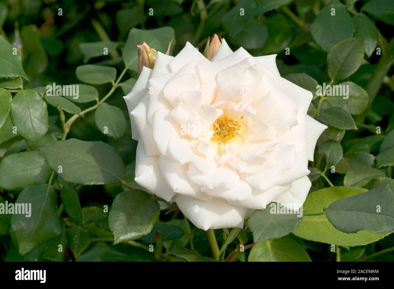 Noisette rose (Rosa 'Maitland White' Stock Photo - Alamy